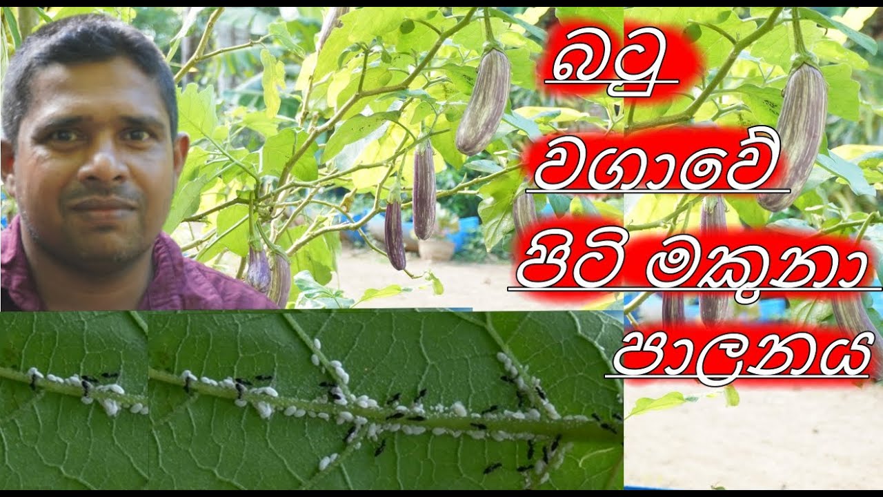 බටු වගාවේ පිටිමකුනා පාලනය batu wagawe pitimakuna palanaya Mildew ...