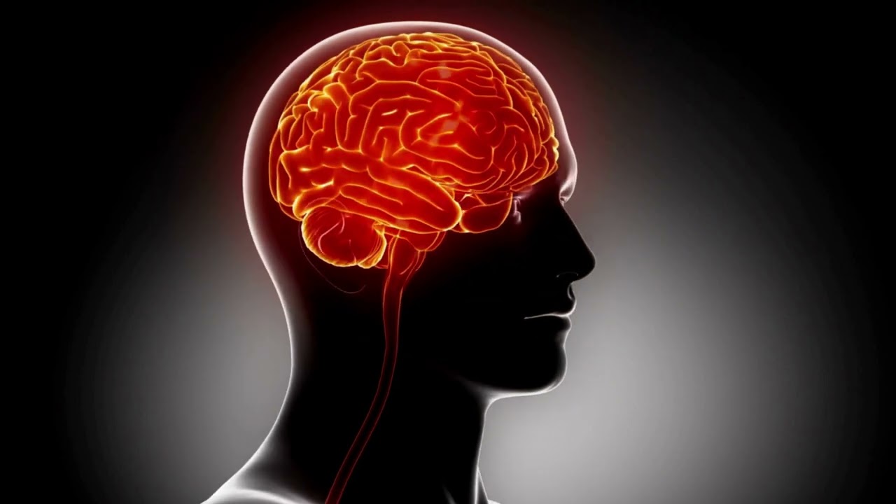 Human Brain Rotating Animation Graphic 3 - YouTube