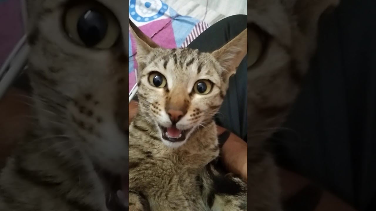 My Cat Argue With Me YouTube My Cat Argue With Me YouTube