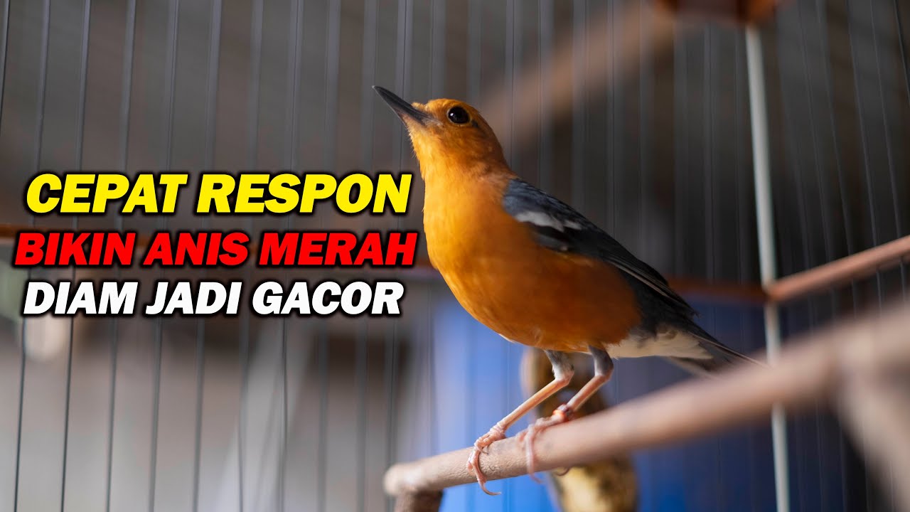 PANCINGAN ANIS MERAH GACOR , BIKIN ANIS MERAH MALAS BUNYI CEPAT RESPON ...