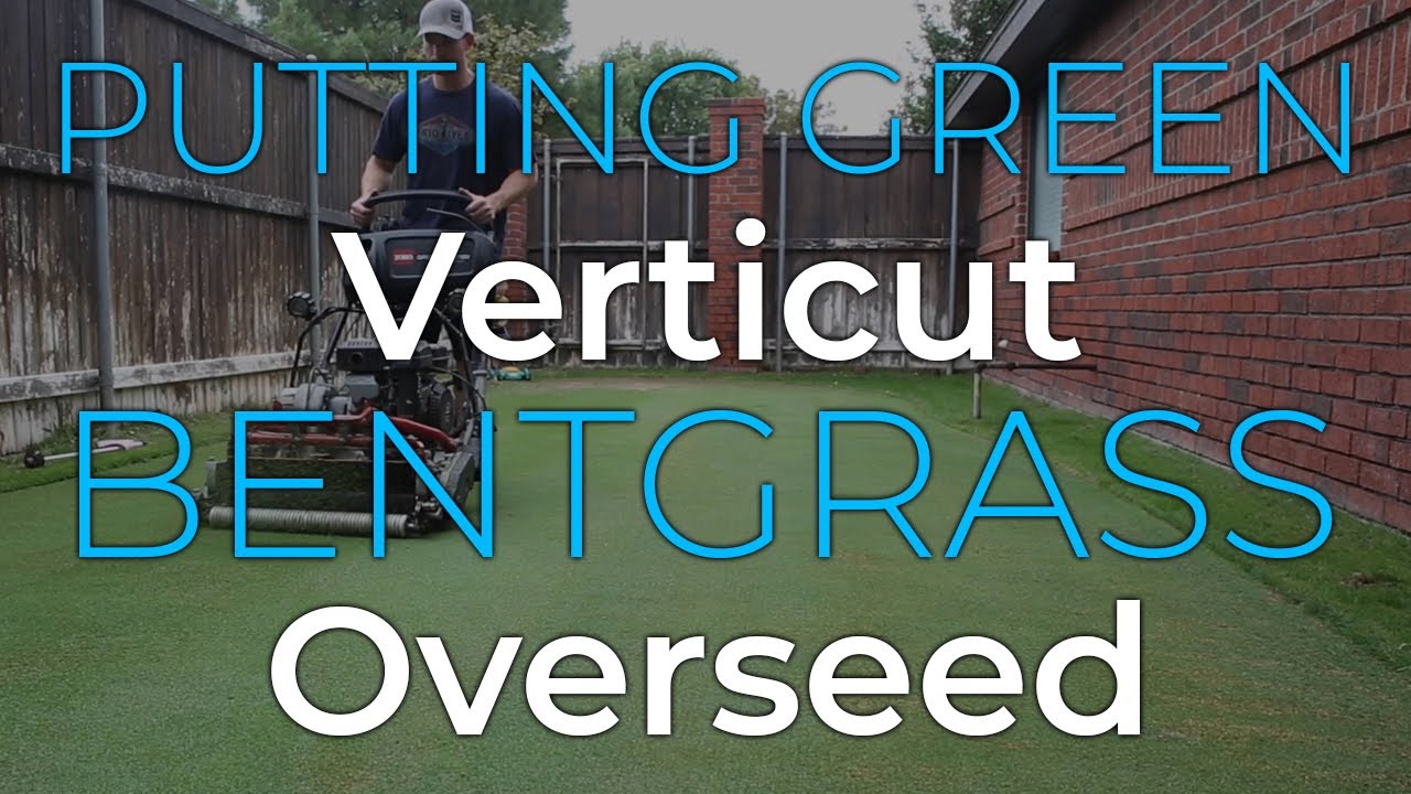 Verticut And Overseed Bentgrass Putting Green Youtube