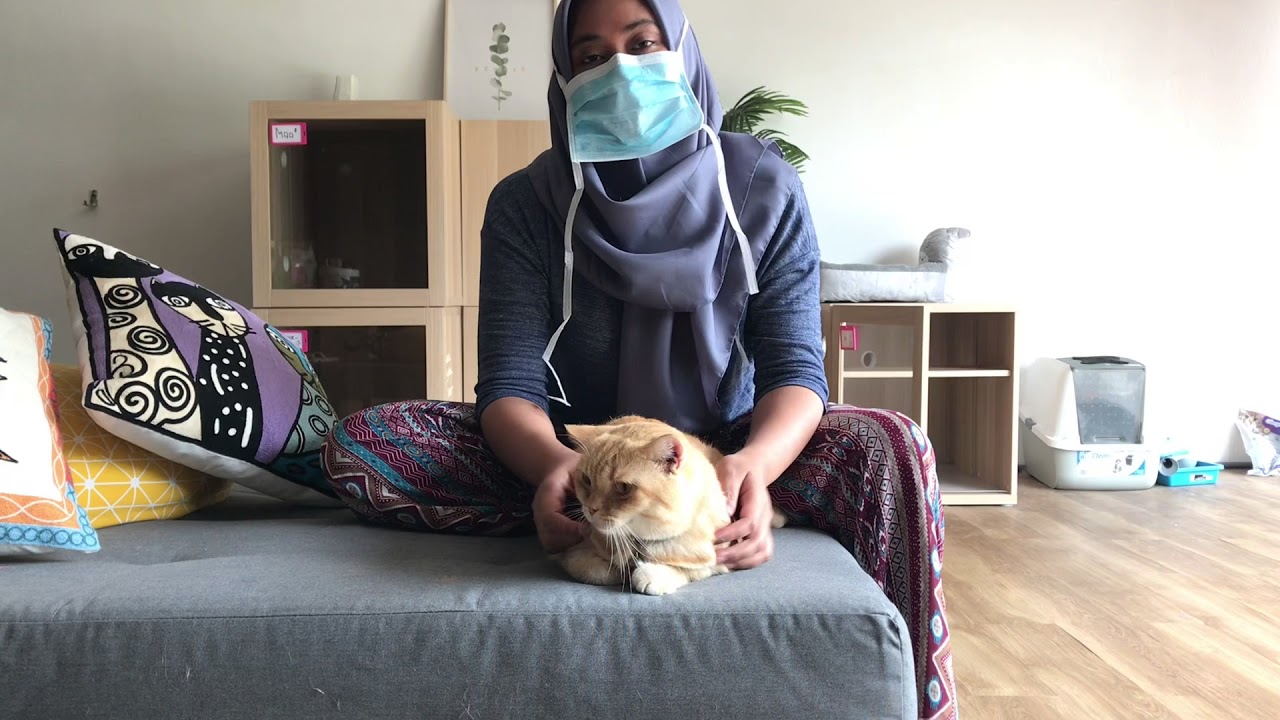 2 Cara Mudah Untuk Terapi Massage Kucing Anda - YouTube