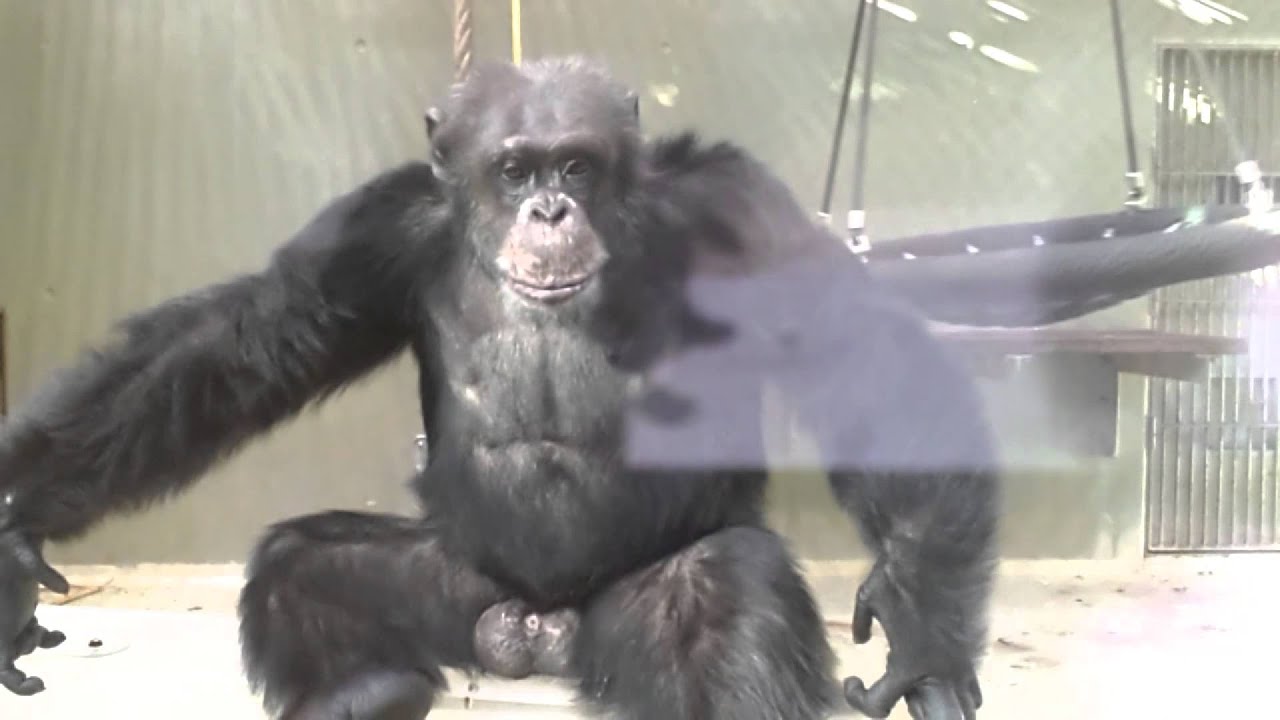 Chimp Self-Awareness and Depth-Perception - YouTube