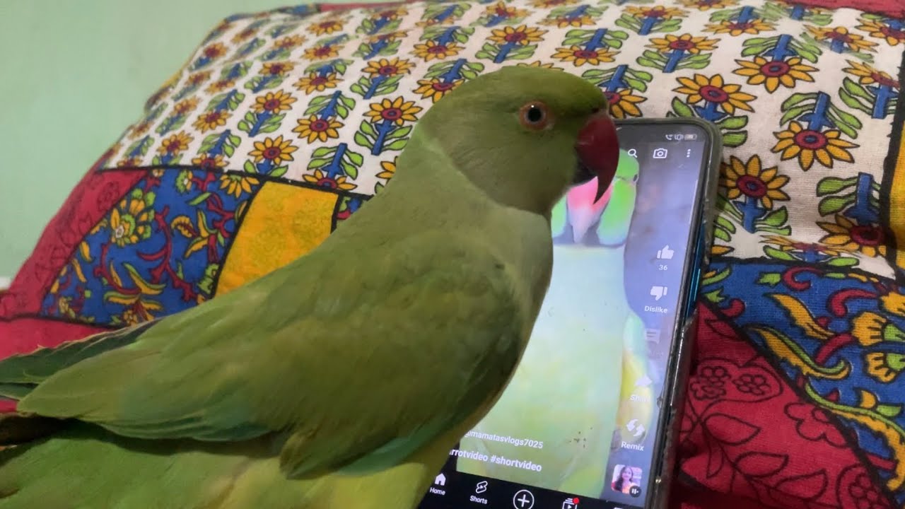 Parrot Activity // Parrot Video - YouTube