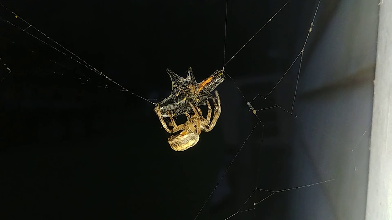Spider Wrapping Prey in Web - YouTube