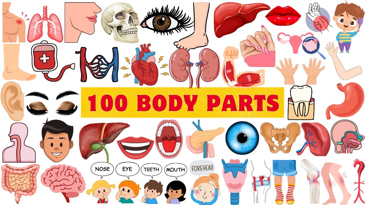 100 Body Part Names | 100 Body Part Pictures | 100 Body Part names in ...