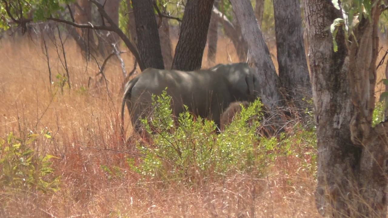 3 Buff cows and calfs - YouTube