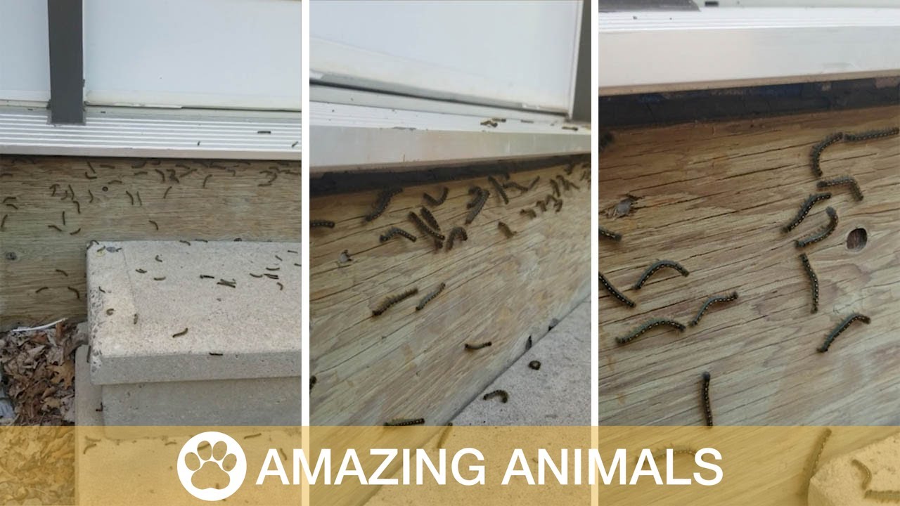 Caterpillars Flinch At The Sound Of Screaming - YouTube