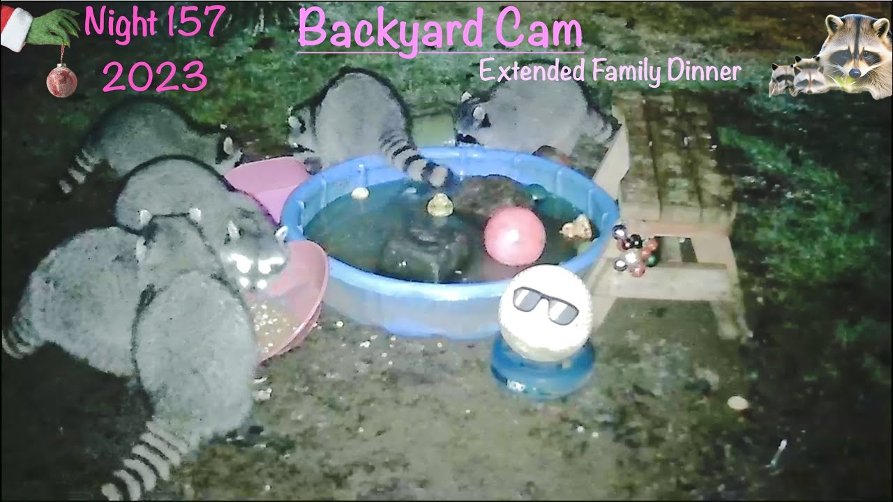 Backyard Camera Night 157 Wild Raccoon Reality Cam extended raccoon ...