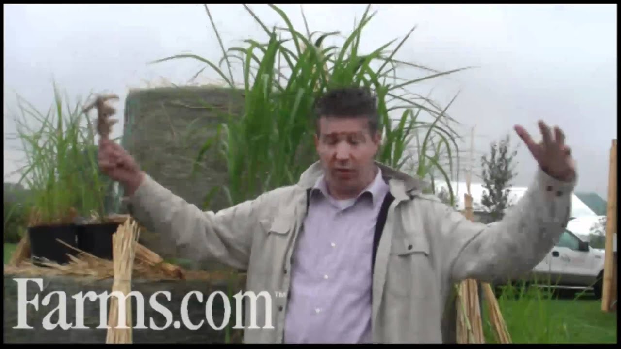 Miscanthus Opportunities for BioMass, Dean Tiessen of New Energy Farms ...