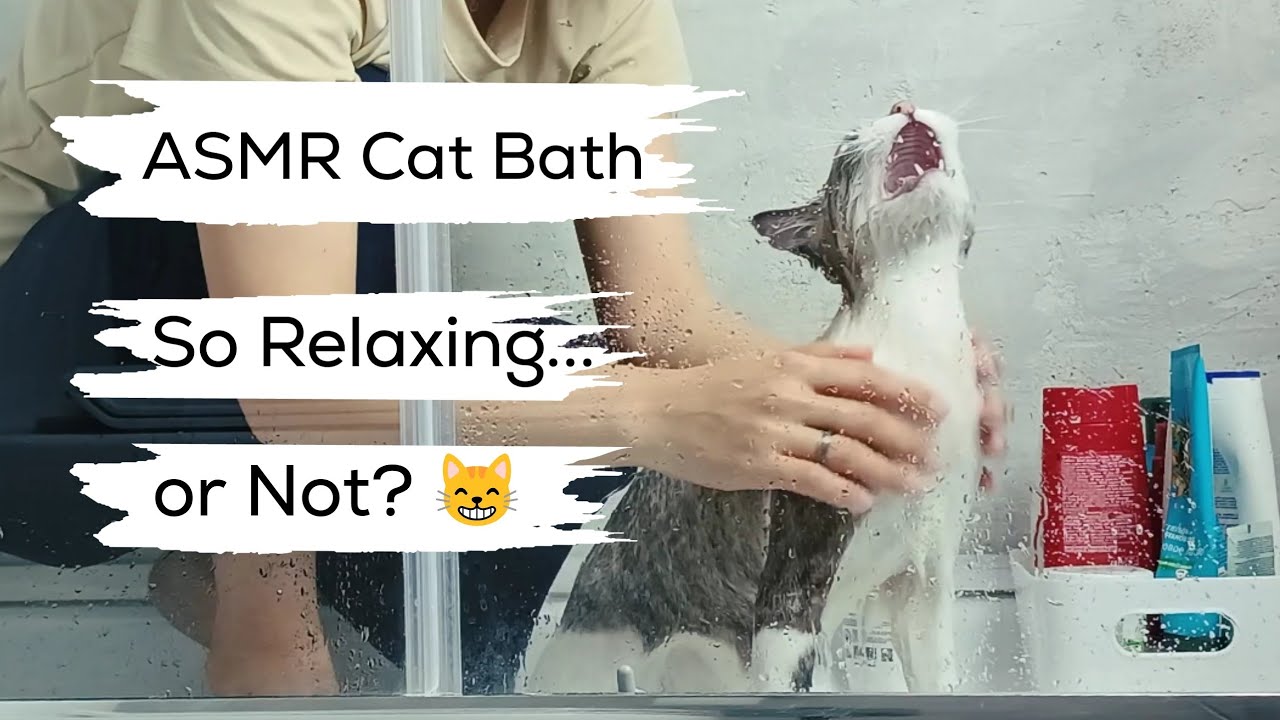 ASMR Cat Bath – Gentle Water Sounds & Meows" - YouTube