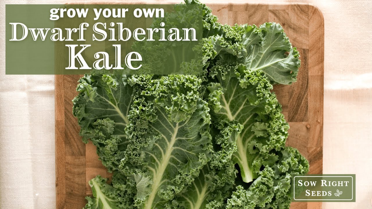Sow Right Seeds | Dwarf Siberian Improved Kale - YouTube