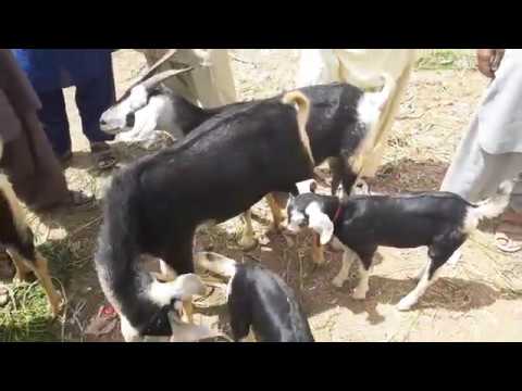 Black/White/Yellow Tapri Goats at Peer Bakhsh Farm | Documentary ...