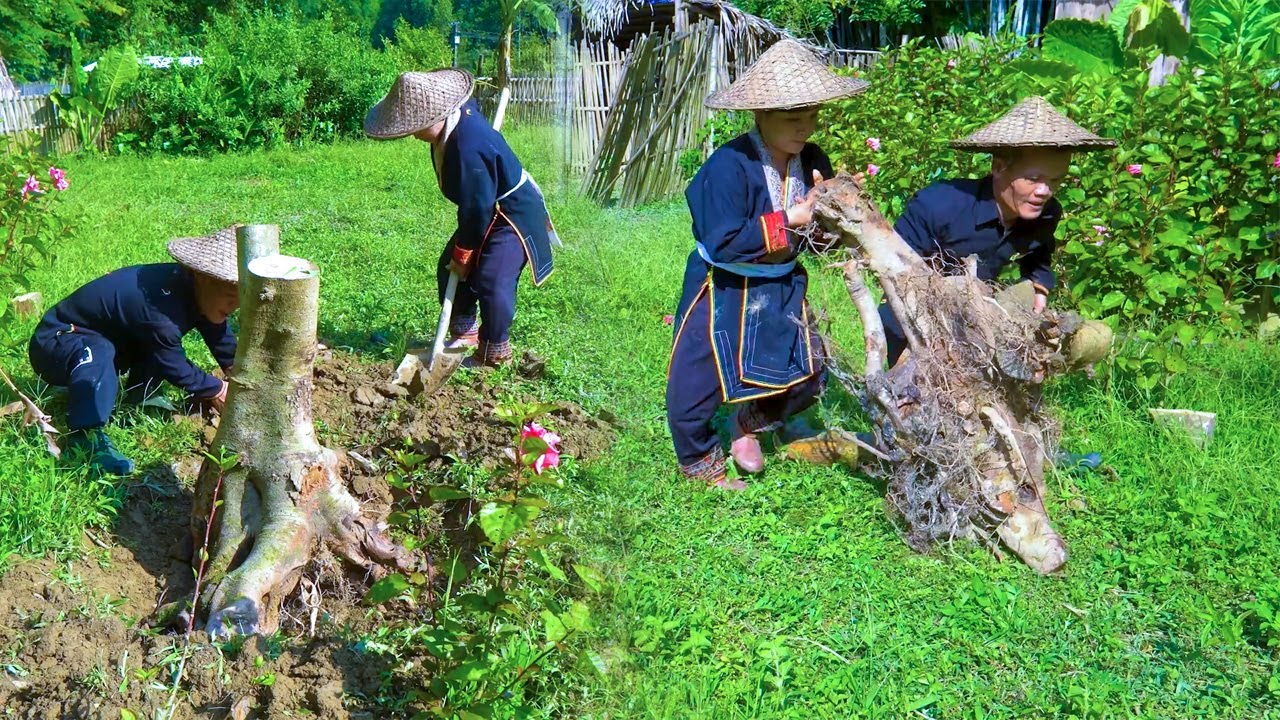 Dwarf Family’s Forest Journey - Finding a Fruit Tree Root and Growing ...