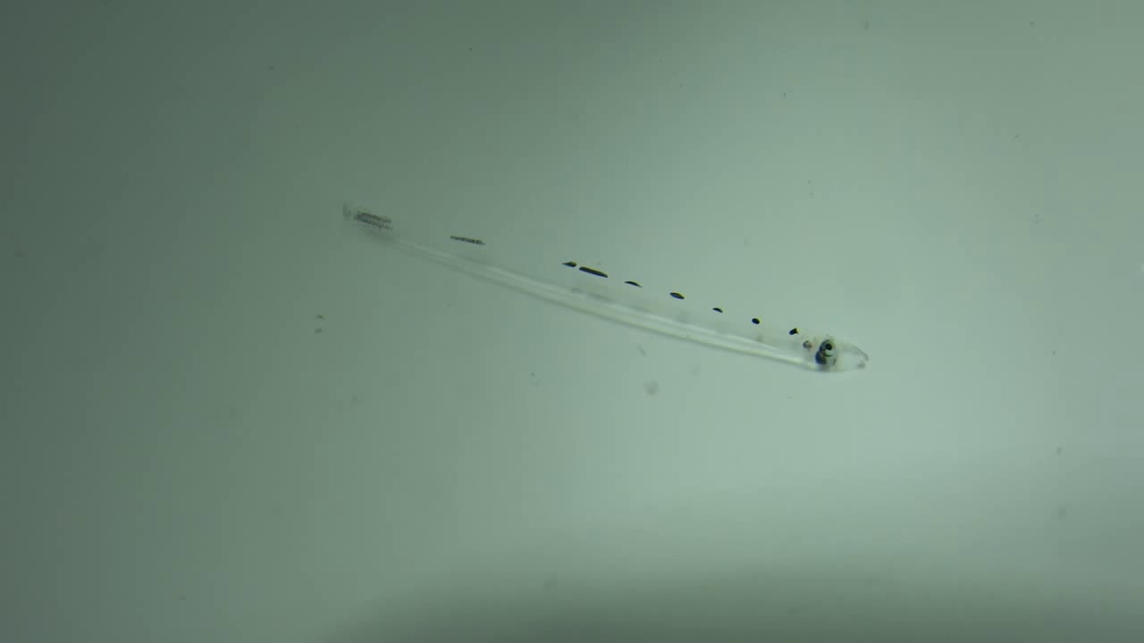 (Paralepididae sp.) Barracudina larvae - YouTube