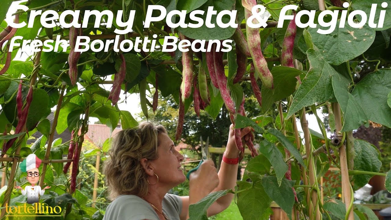 Bean Pasta with Fresh Borlotti Beans: Traditional Sicilian Comfort Food ...