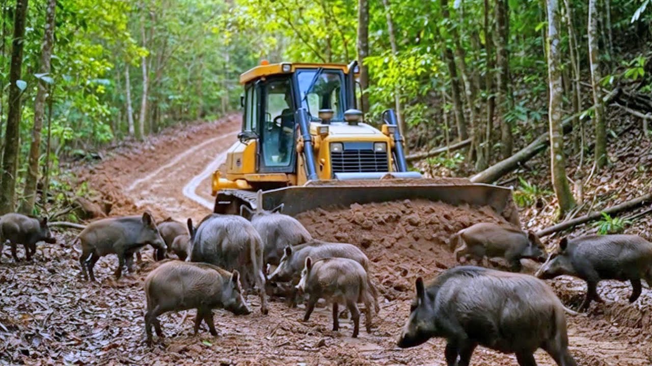 Bulldozer is clearing and leveling a muddy forest trail surrounded by ...