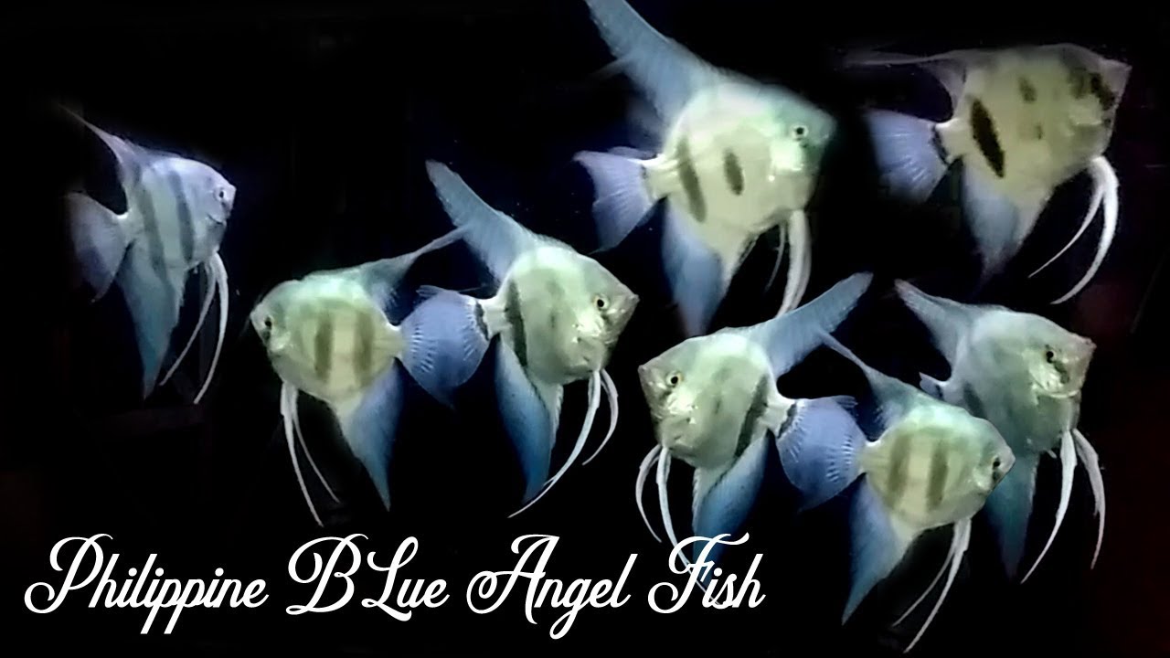 Philippine Blue Angel Fish - YouTube