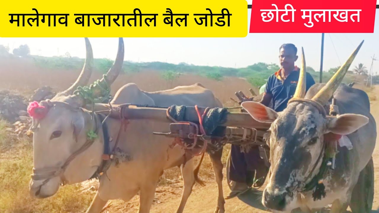 श्री लखन संजय दाभाडे - मालेगाव (नाशिक) | khillar bail jodi | jiva ...