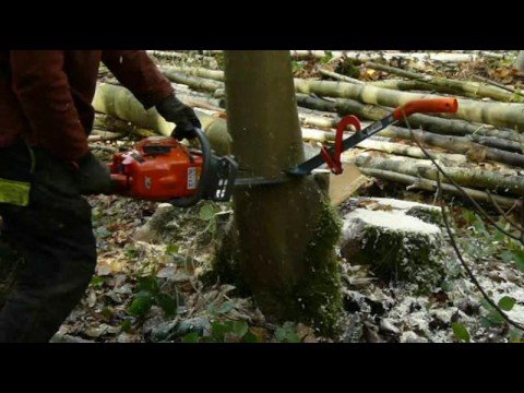 Tree felling using a "Danish Pie Cut" - YouTube