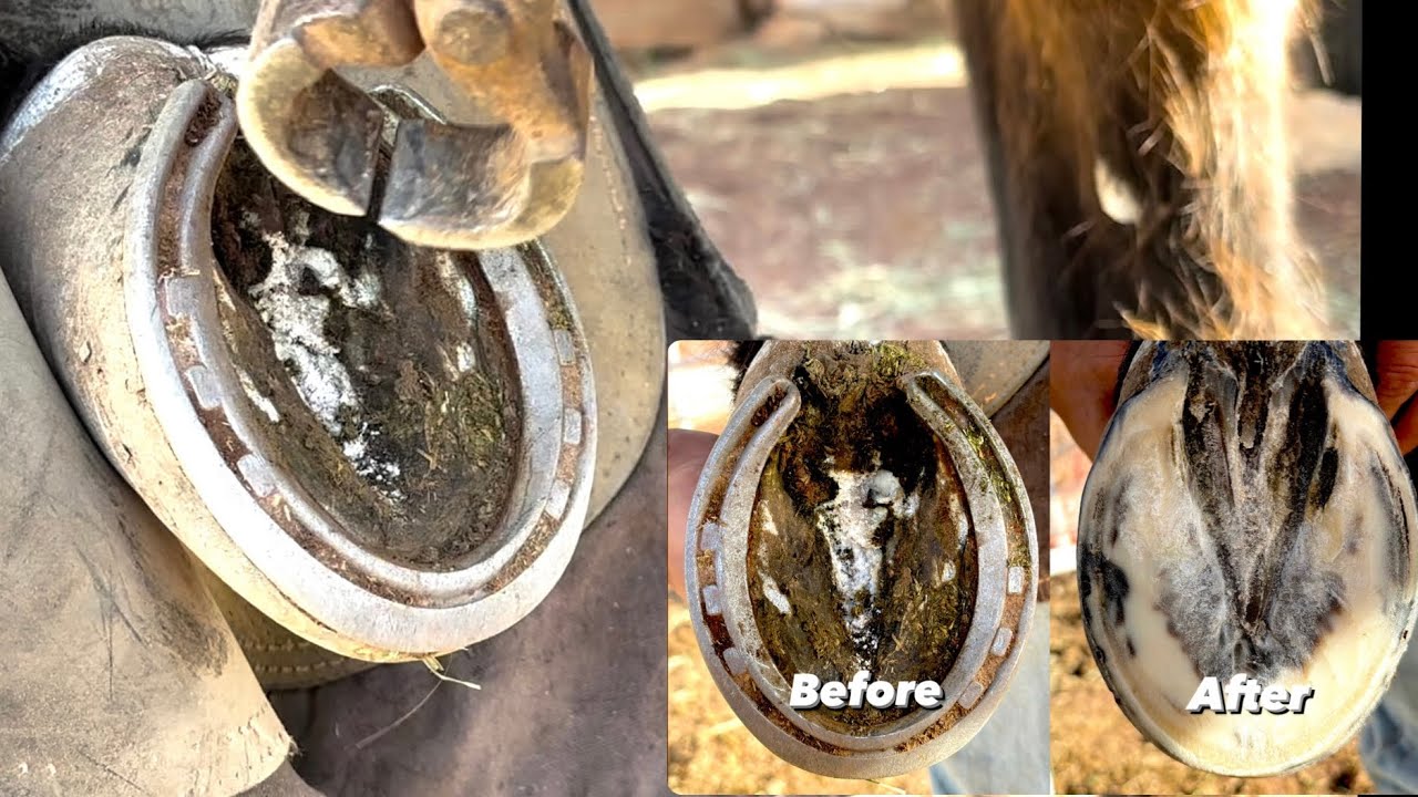 Helping horse with long hooves! | Horse hoof restoration - YouTube