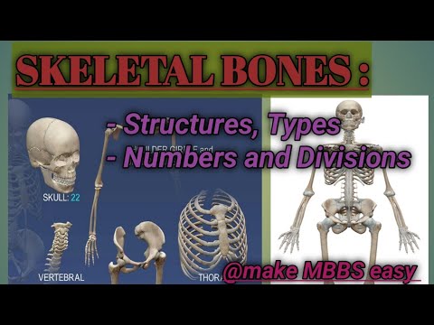 Total Bones of Human Body Explained in 8 Minutes | Parts, Types ...