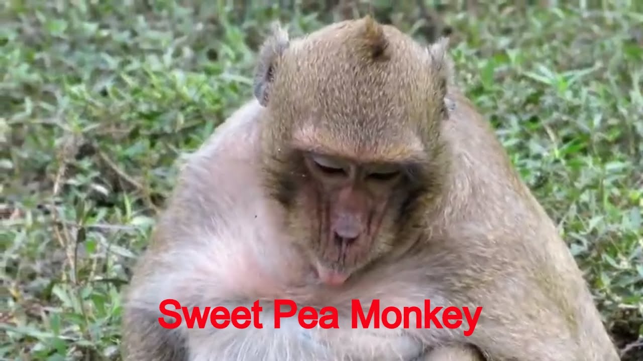 Sweet Pea Busy Monkey Enjoy Eating And Playing | Sweet Pea Always Enjoy ...