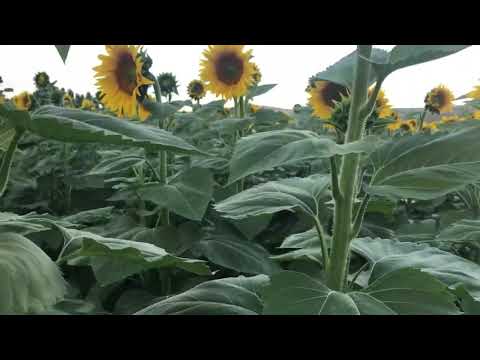 Ayçiçeği tarlası ve müzik