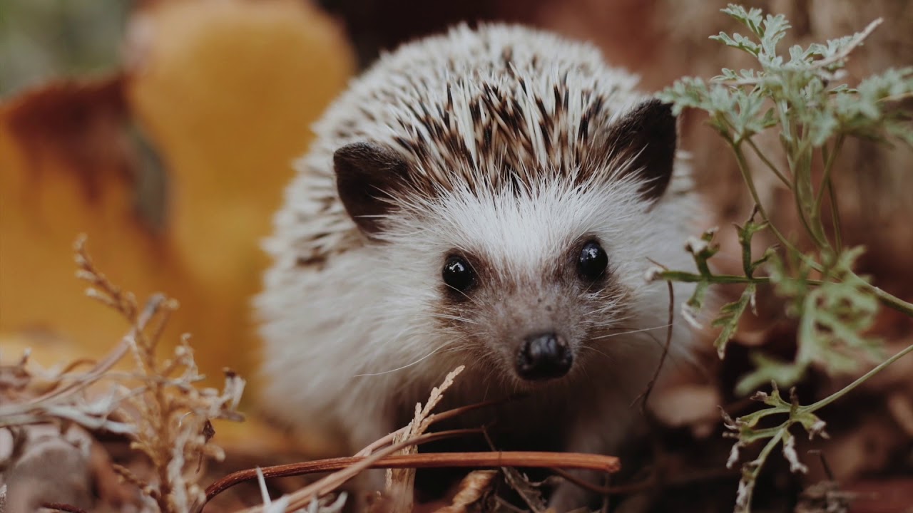 ISLAND Arts' Poem of the Day Hedgehog by Paul Muldoon - YouTube