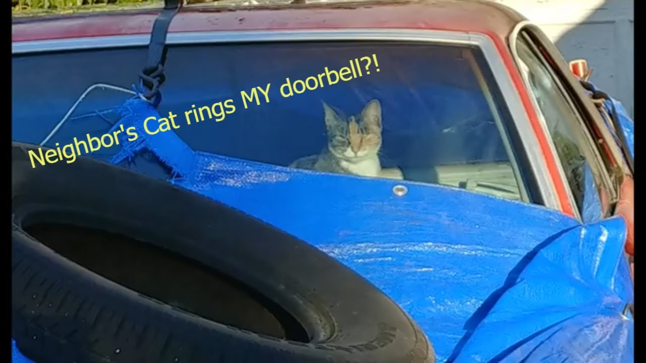 Neighbor's Cat learns to ring OUR Doorbell - BEST Cat Video Ever! - YouTube