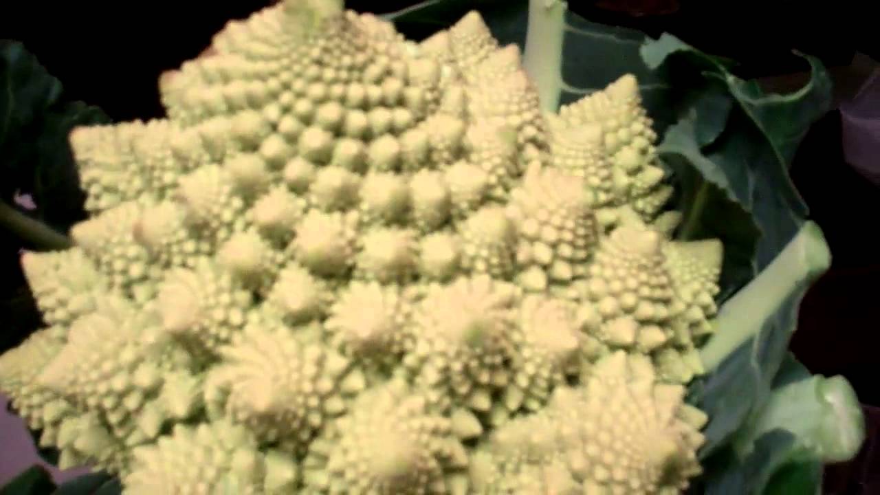 Fukushima Radioactive Mutant Broccoli!!! - YouTube