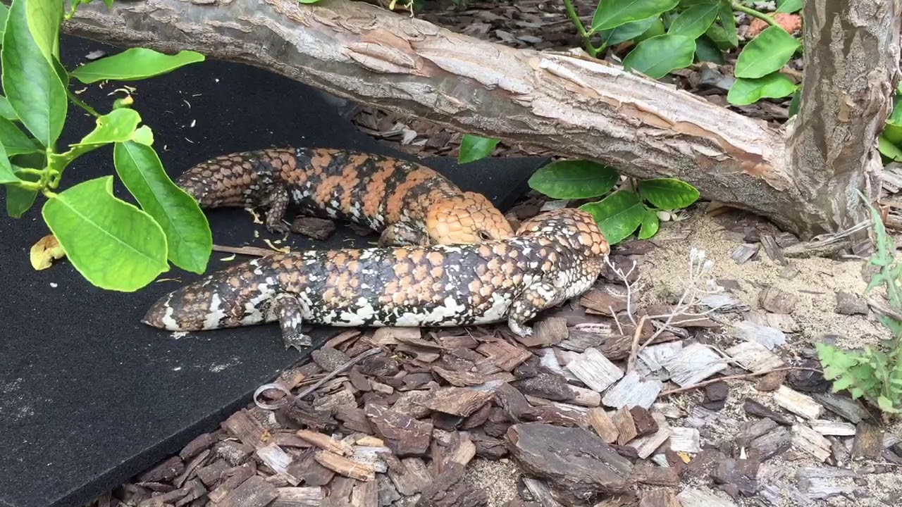 Goldfields shingleback mating behaviour - YouTube
