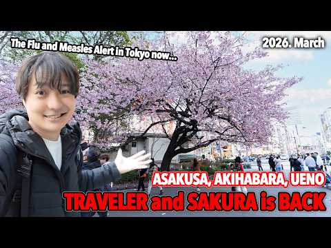 2026 Japan Cherry Blossom and Travel Alert! Early Blooms & New Travel Rules You Must Know Ep.629