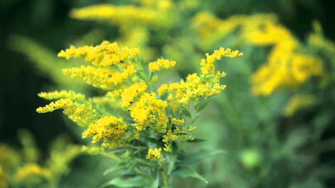 Kessler Cranes Philip Bloom Pocket Dolly Test - YouTube