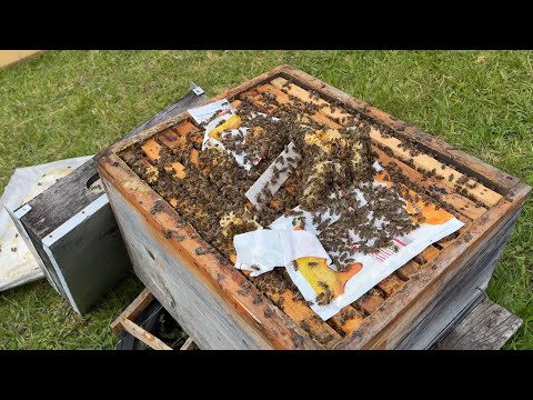 Kısa Bir Video. Yakında Arı Bölmeye Başlıyoruz. 17.04.26