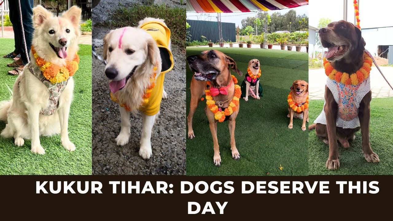 Kukur Tihaar: Honoring Dogs and Their Unconditional Love - YouTube
