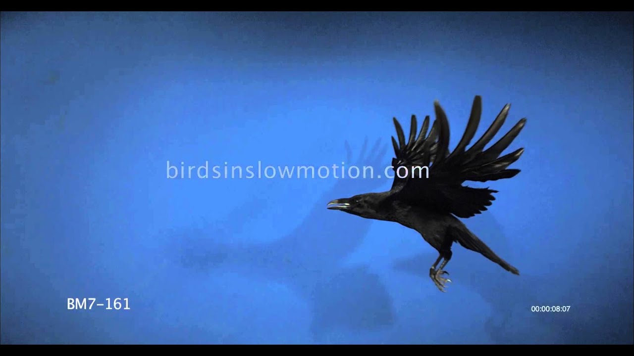 Raven Slow Motion Flight against Blue Screen Shot on Phantom HD Gold ...