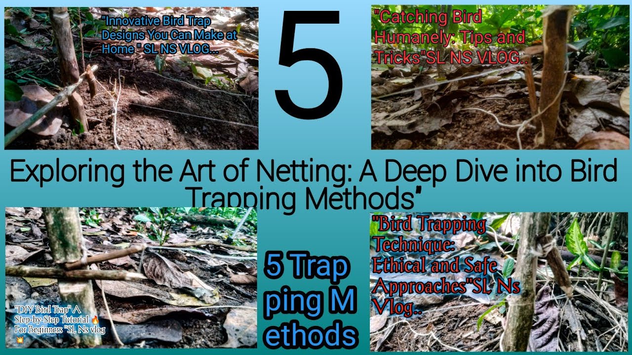 Exploring the Art of Netting: A Deep Dive into Bird Trapping Methods ...