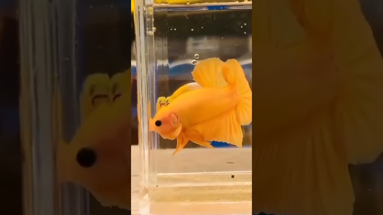 Yellow banana (Betta Fish) - YouTube