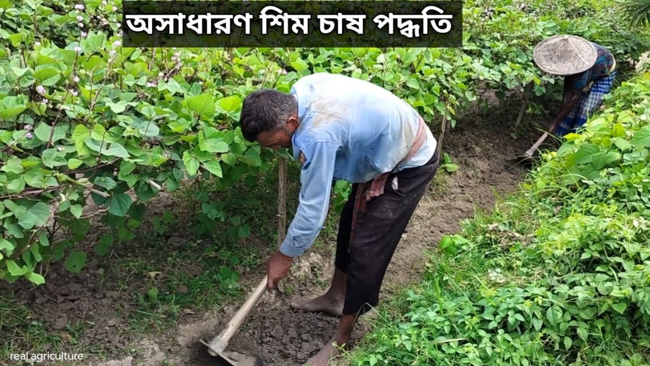 Weeding and Soil Leveling in Bean Fields || agriculture || Bean farm ...