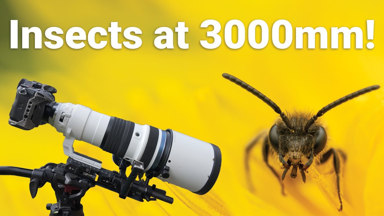 Insects with a Telephoto lens - YouTube
