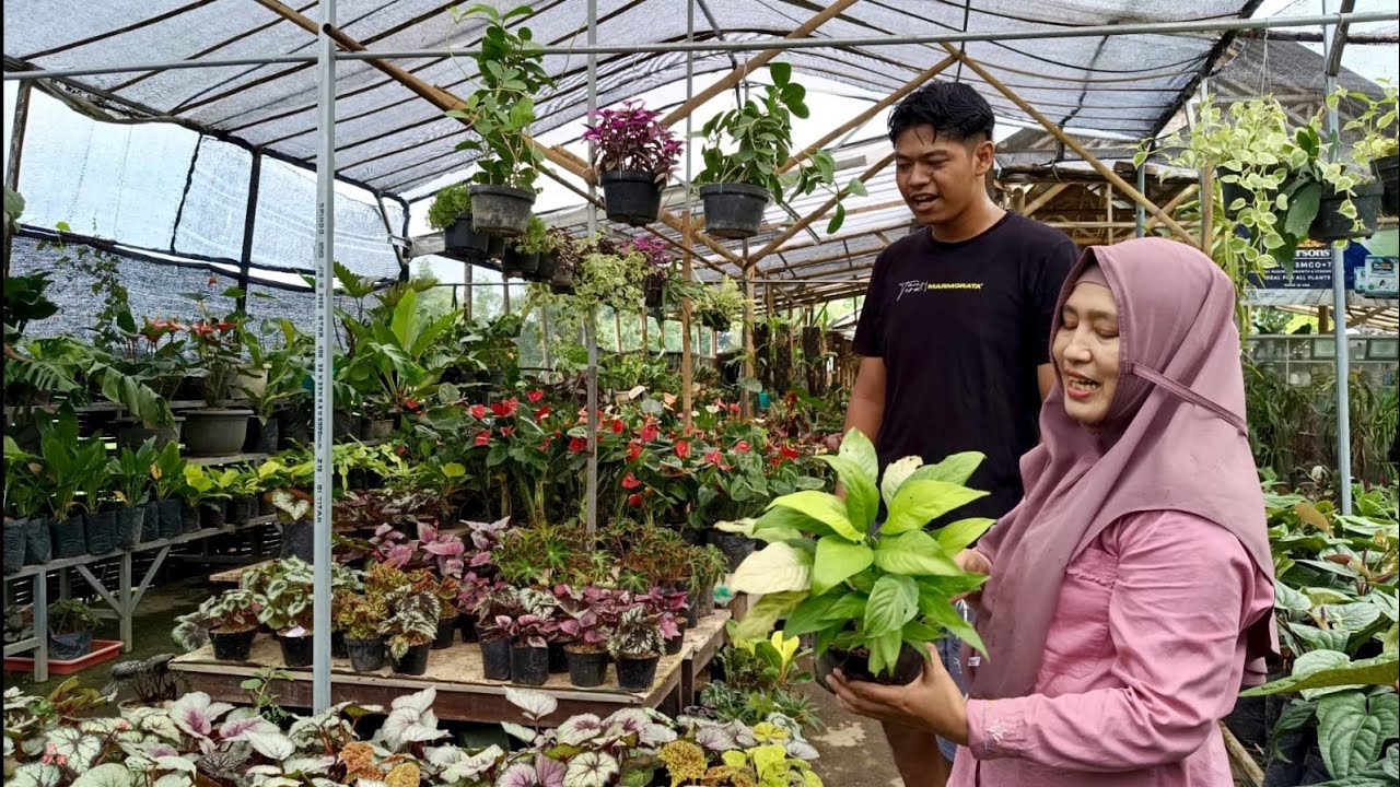 Tanaman Rimbun, Seger, Cantik Dan Murah Ada Di Sini - YouTube