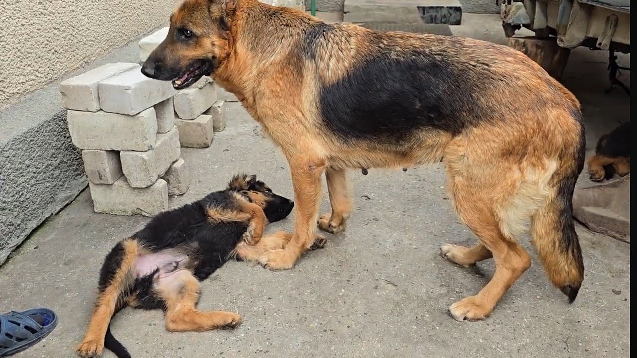 Caring mother Nick. German Shepherd and her baby. Puppy 2.5 months ...