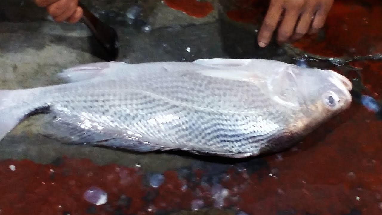Java Bhetki Fish Cutting | সমুদ্রের জাভা ভেটকি মাছ | Expert Fish ...