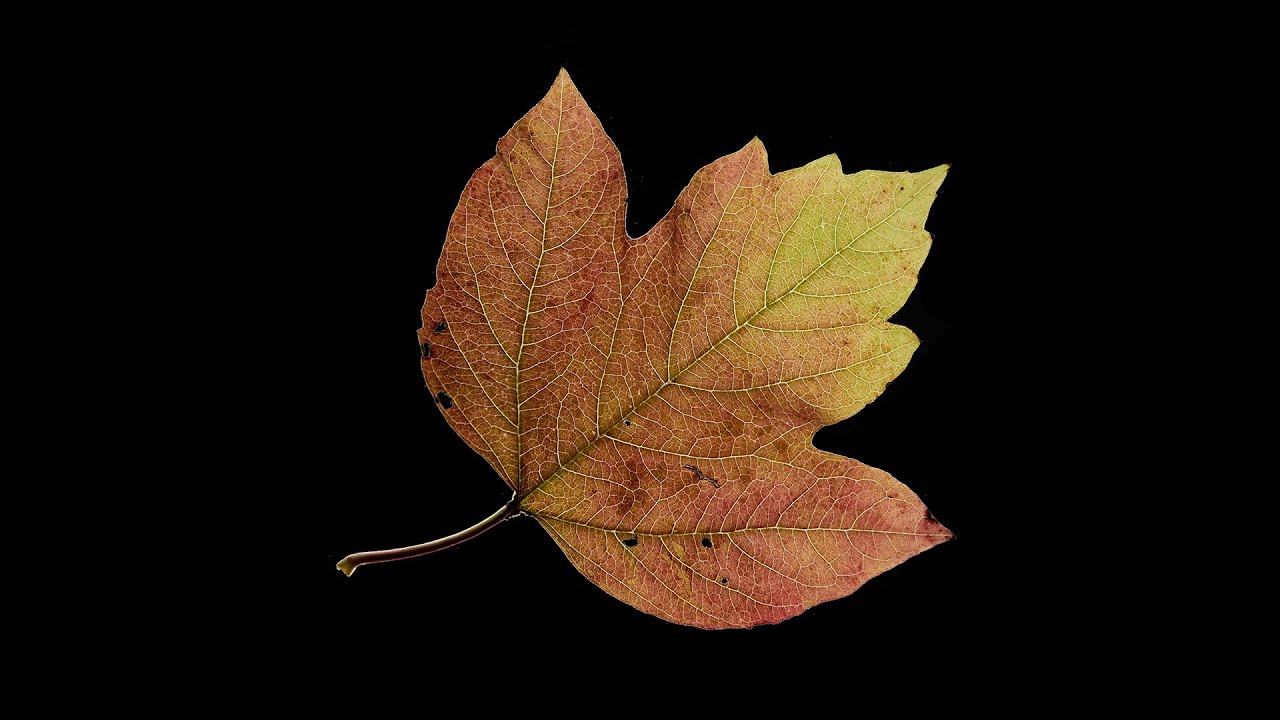 leaf flat lay photography - YouTube