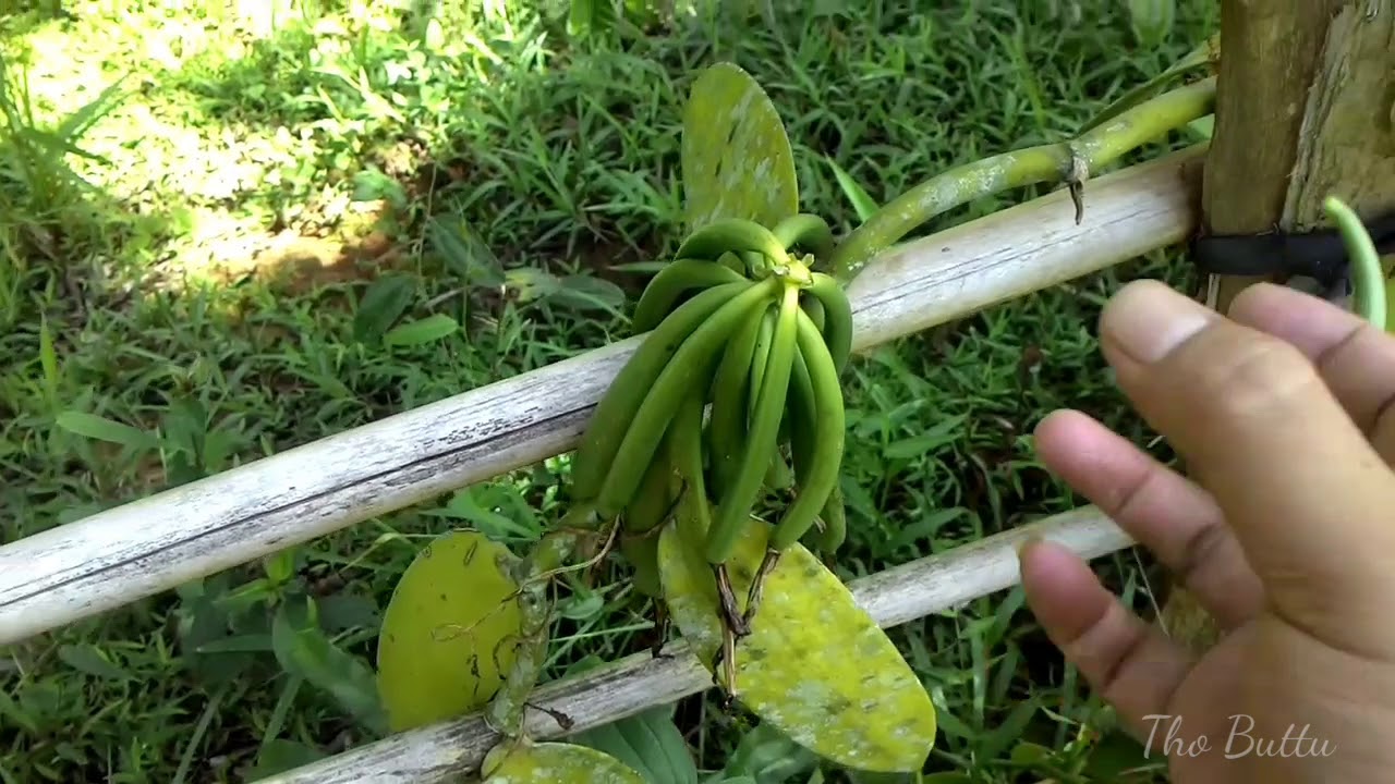 Sortasi Buah Vanilla/Vanili saat berumur 3 bulan - YouTube