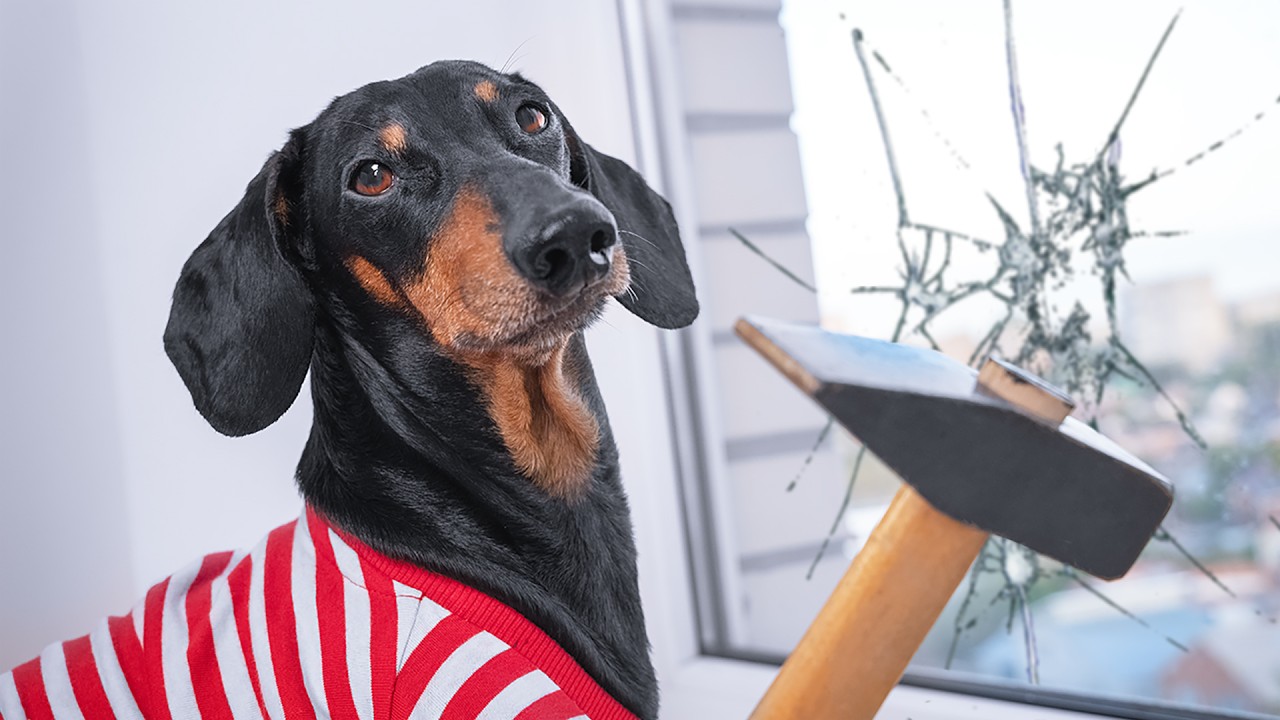 The Story of Broken Glass! Cute & funny dachshund dog video! - YouTube