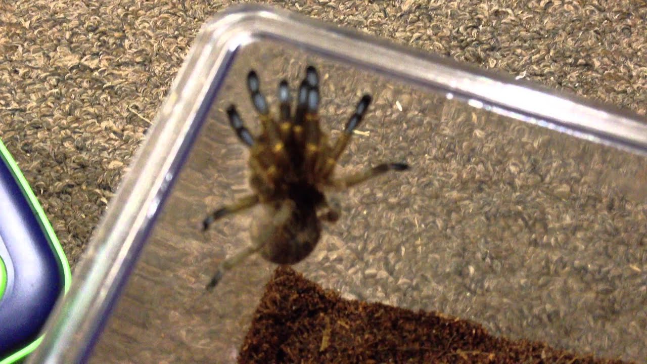 Idiothele mira Blue Footed Baboon Rehousing 2 - YouTube