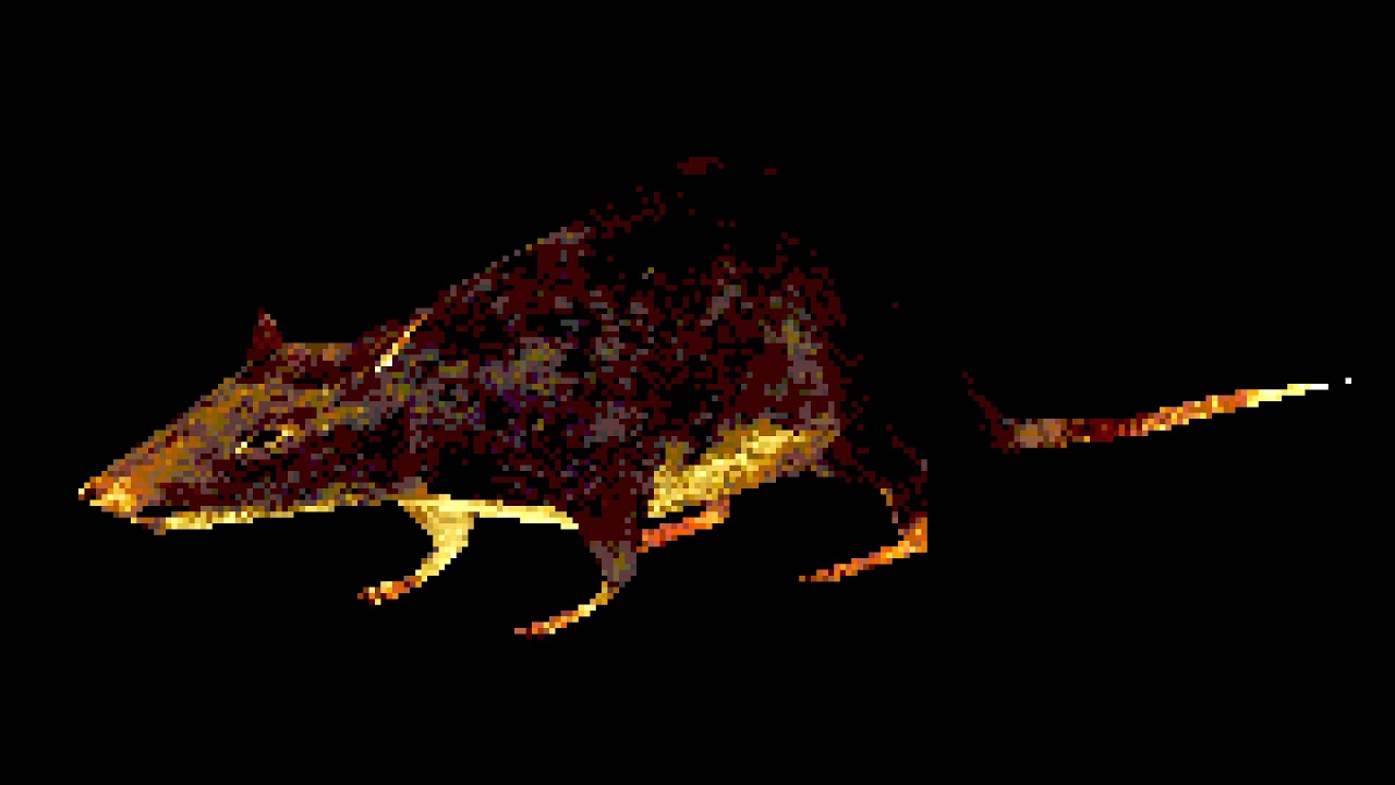 rat attack! - YouTube