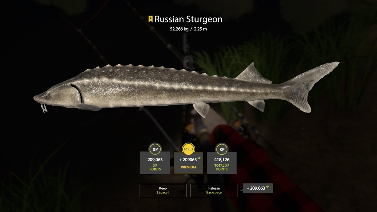 Russian Fishing 4☼ 52 kg俄羅斯鱘(Russian Sturgeon)俄羅斯釣魚4 - YouTube